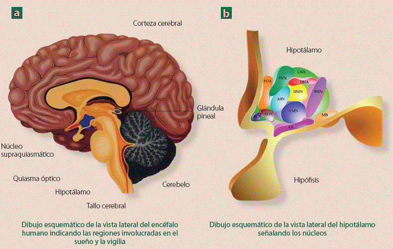 Síndrome de retraso de la fase del sueño: una revisión bibliográfica