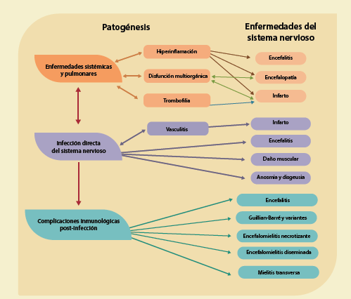 Mielitis transversa aguda asociada con infección por SARS-CoV-2