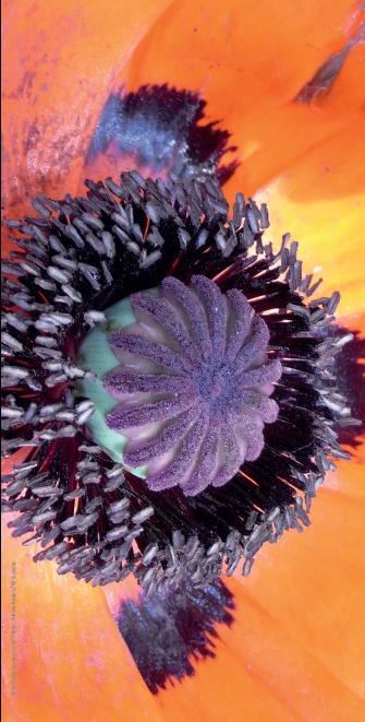 Amapola, lindísima amapola: de los opiáceos y los opioides, utilidad y ...