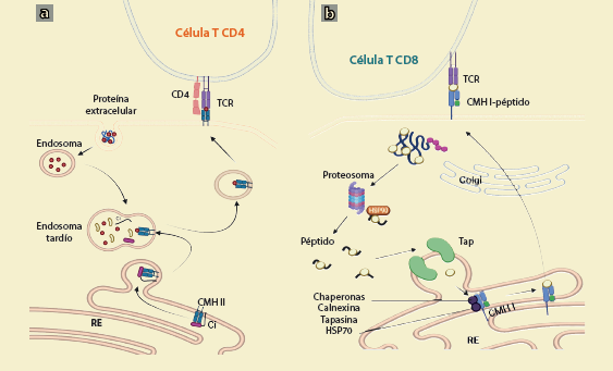La función de las proteínas de choque térmico en las infecciones virales