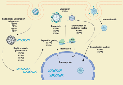 La función de las proteínas de choque térmico en las infecciones virales