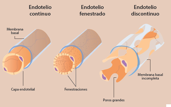 El endotelio sano y su disfunción en el riesgo cardiovascular