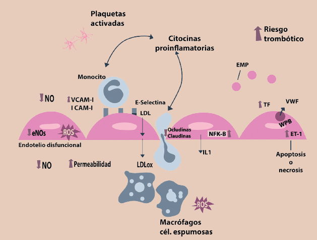 Histología Del Endotelio Resumen: MICROCIRCULACIÓN | Histología De