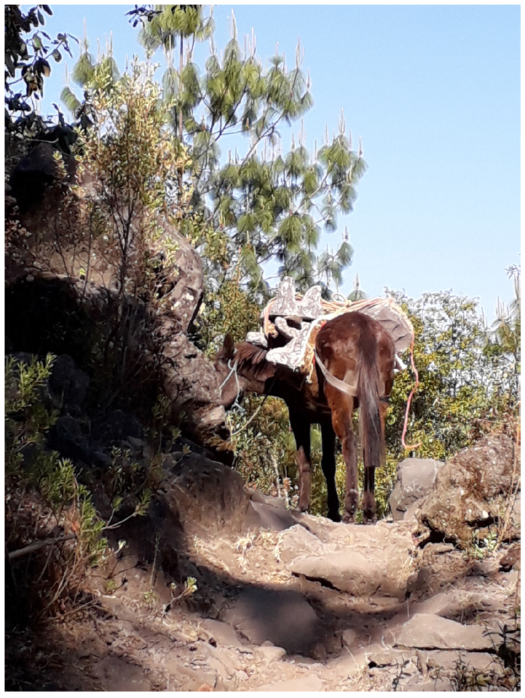 Quarrying volcanic landscapes: territory and strategies of metate ...