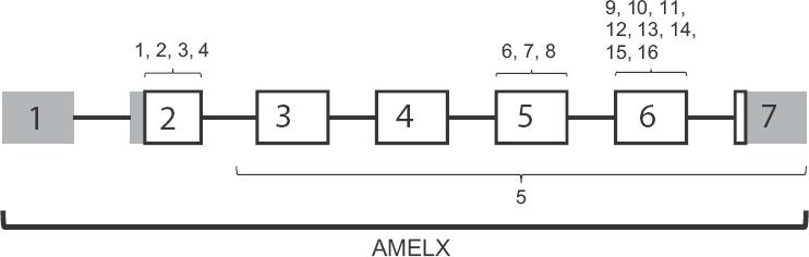 Alteración del gen AMELX en amelogénesis imperfecta. Una breve revisión