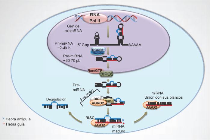 MicroRNA en enfermedades autoinmunes