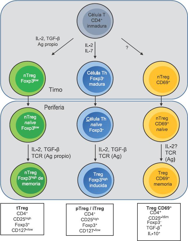 Células T reguladoras en lupus eritematoso generalizado