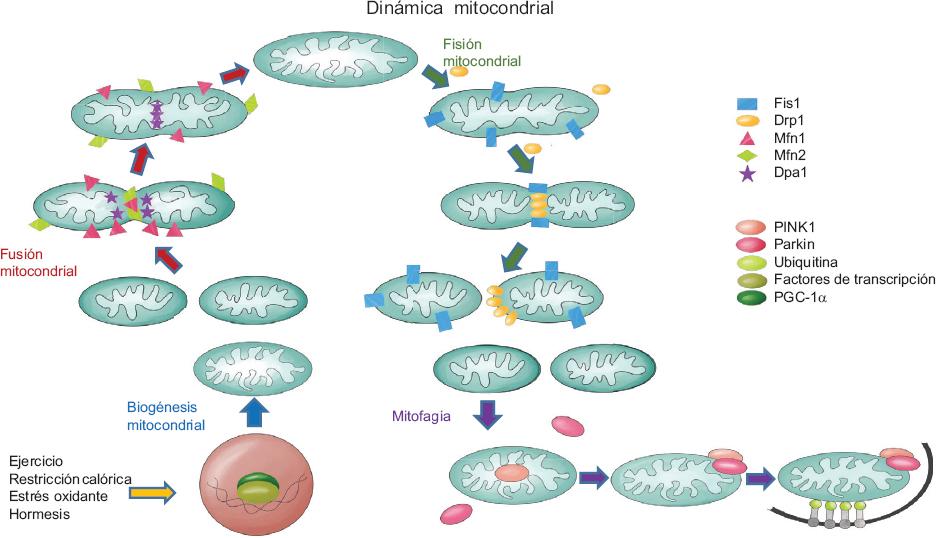 Dinámica mitocondrial en las enfermedades neurodegenerativas