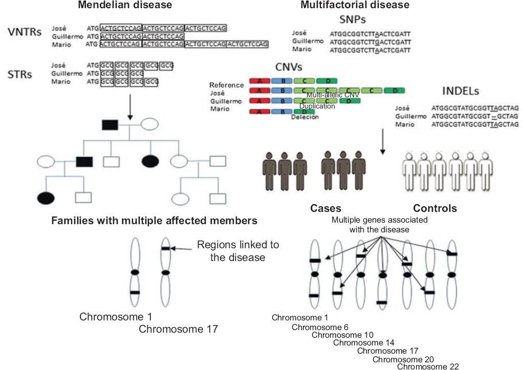 Role of genetic variability in Mendelian and multifactorial diseases