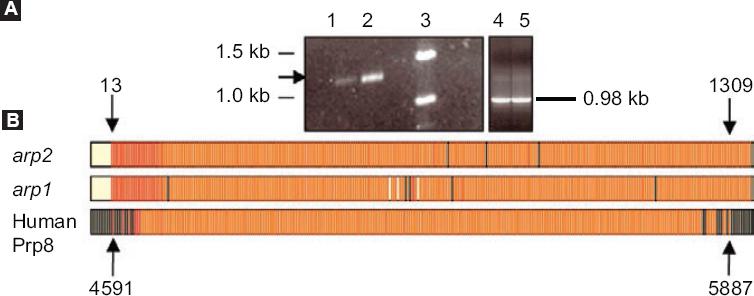 Discovery of the ARP2 protein as a determining molecule in tumor cell death