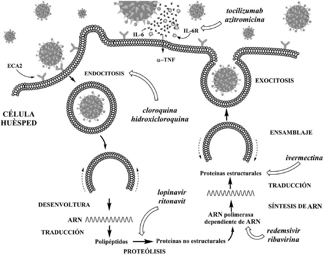 COVID-19: enfoque básico para entender sus tratamientos