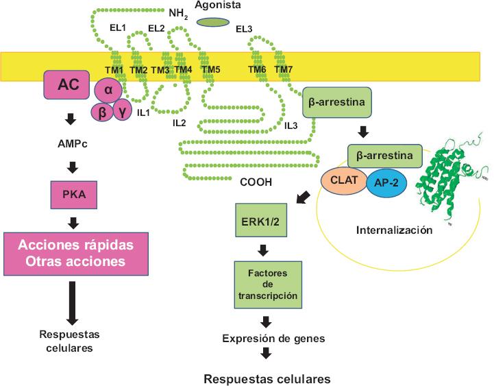 Etapas Dos Receptores Acoplados A Proteina G SEÑALES: TRANSDUCCIÓN