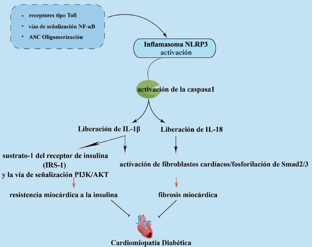 Mecanismos y dianas terapéuticas del inflamasoma NLRP3 en la ...