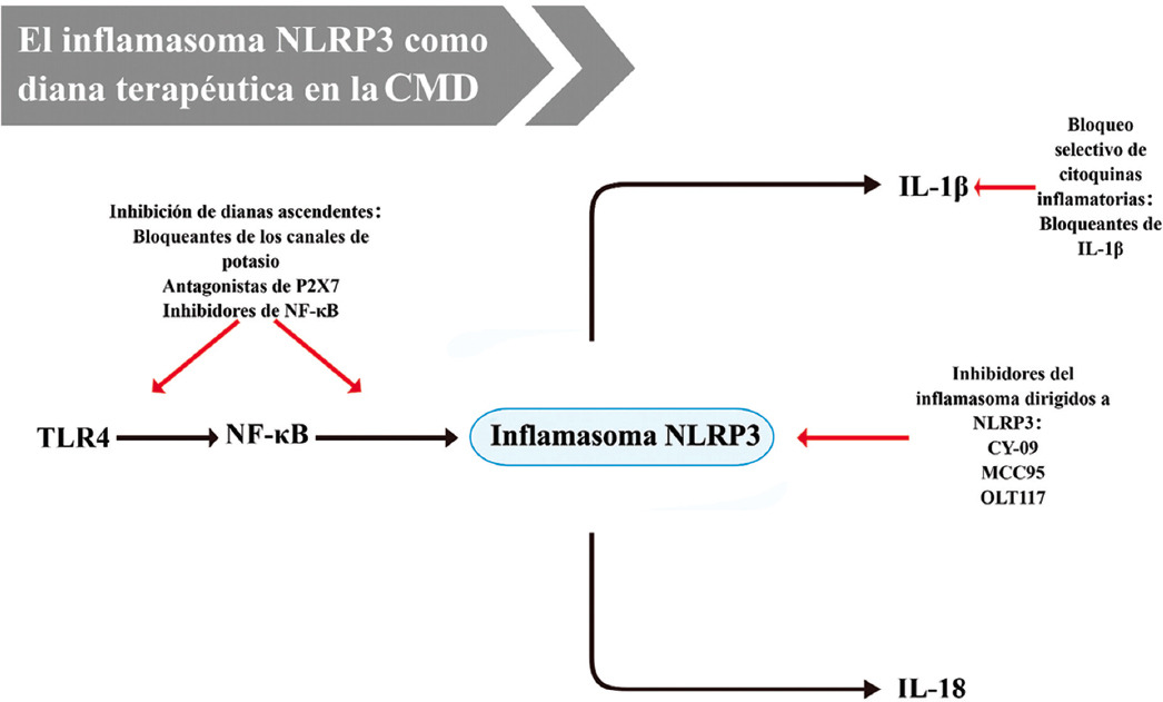 Mecanismos y dianas terapéuticas del inflamasoma NLRP3 en la ...