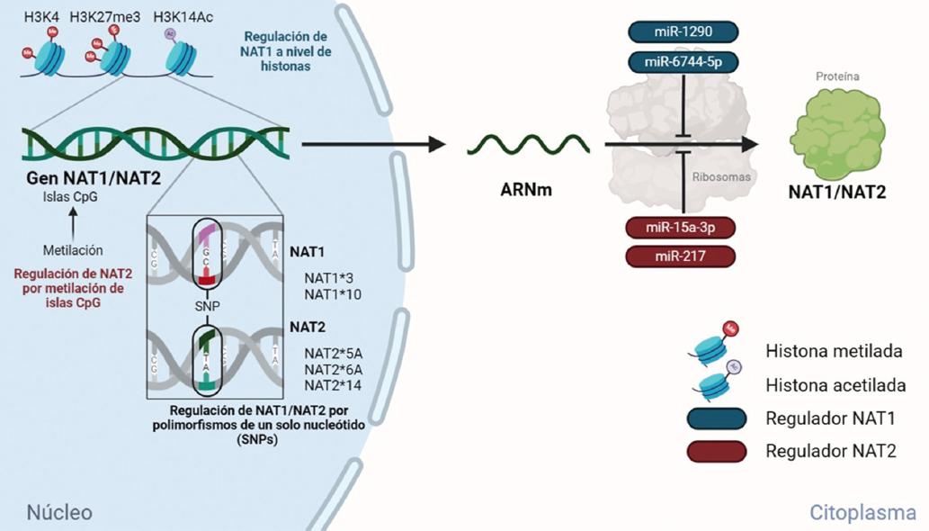 Arilaminas N-acetiltransferasas 1 y 2: fisiología, genética y epigenética