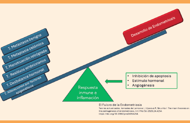 Inmunología, el fulcro de la endometriosis. Fisiopatología y blancos ...