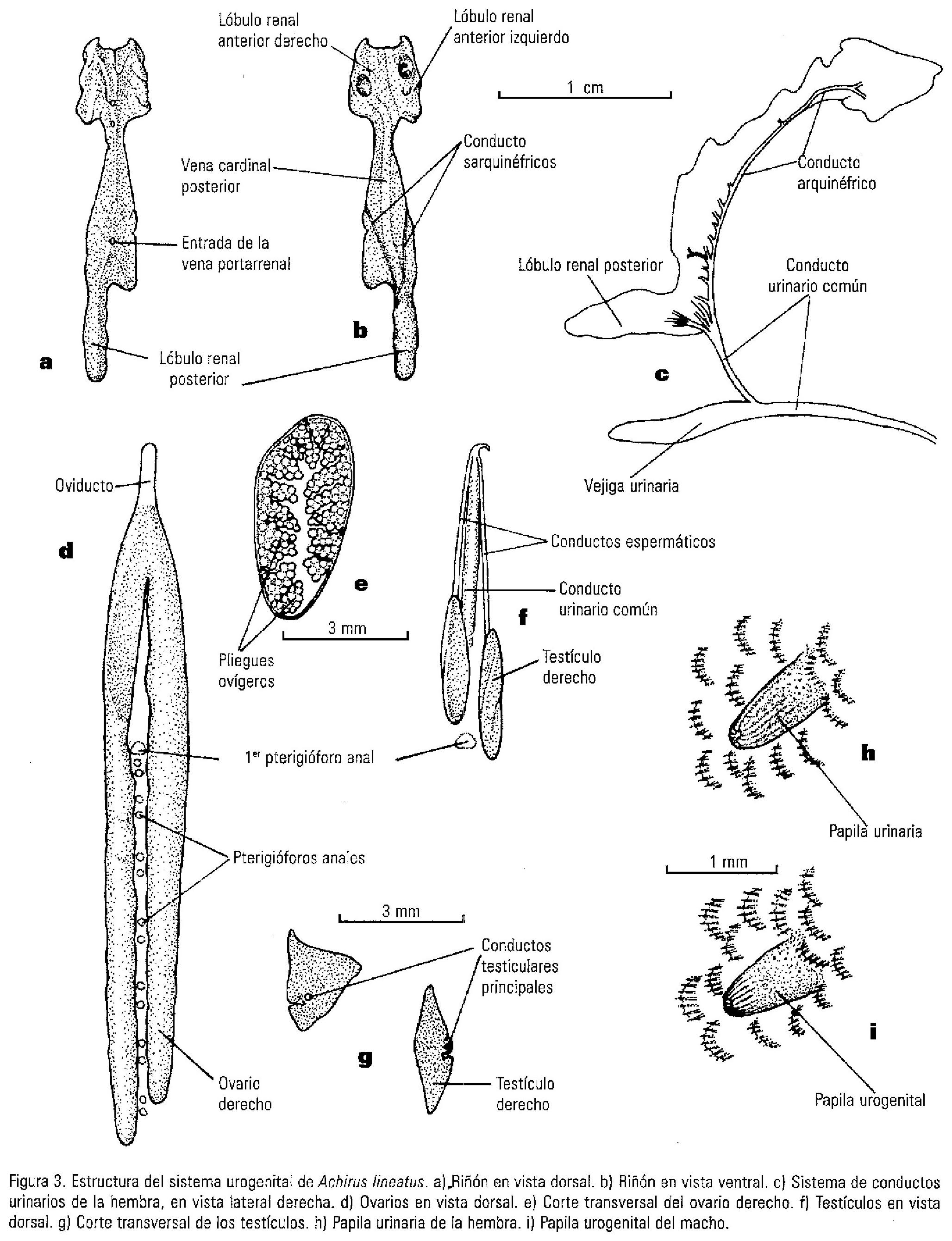 Sistema urogenital de los lenguados de la familia Achiridae (Pisces ...
