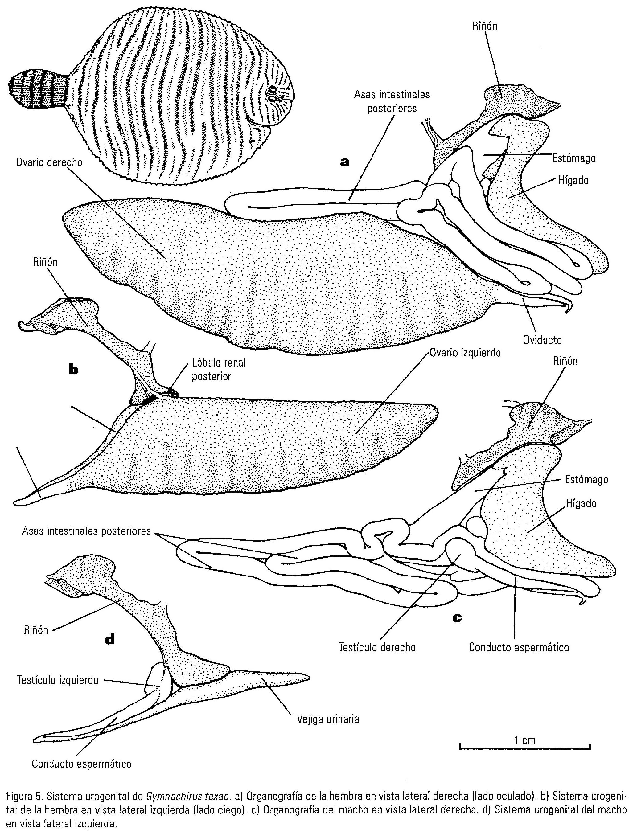 Sistema urogenital de los lenguados de la familia Achiridae (Pisces ...