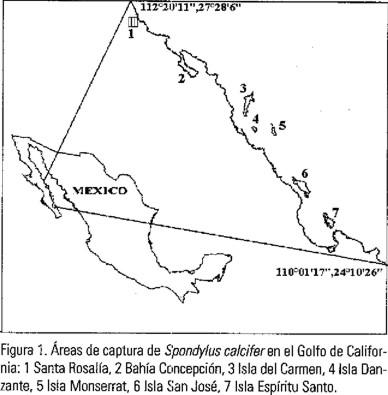 Tópicos sobre la biología de la almeja burra Spondylus calcifer ...