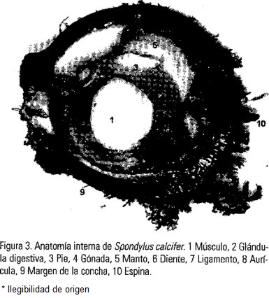 Tópicos sobre la biología de la almeja burra Spondylus calcifer ...