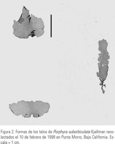 El género Porphyra (Bangiaceae, Rhodophyta) en la costa Pacífico de ...