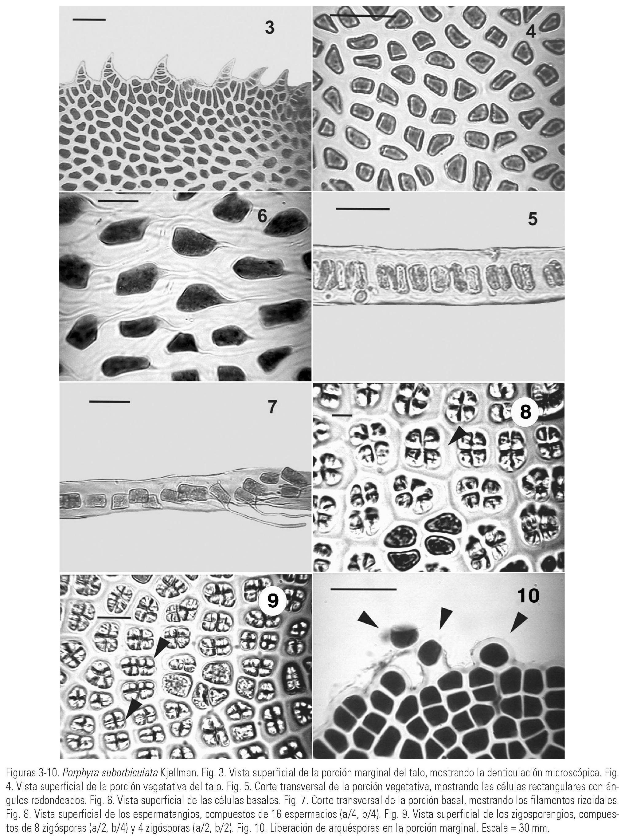 El género Porphyra (Bangiaceae, Rhodophyta) en la costa Pacífico de ...