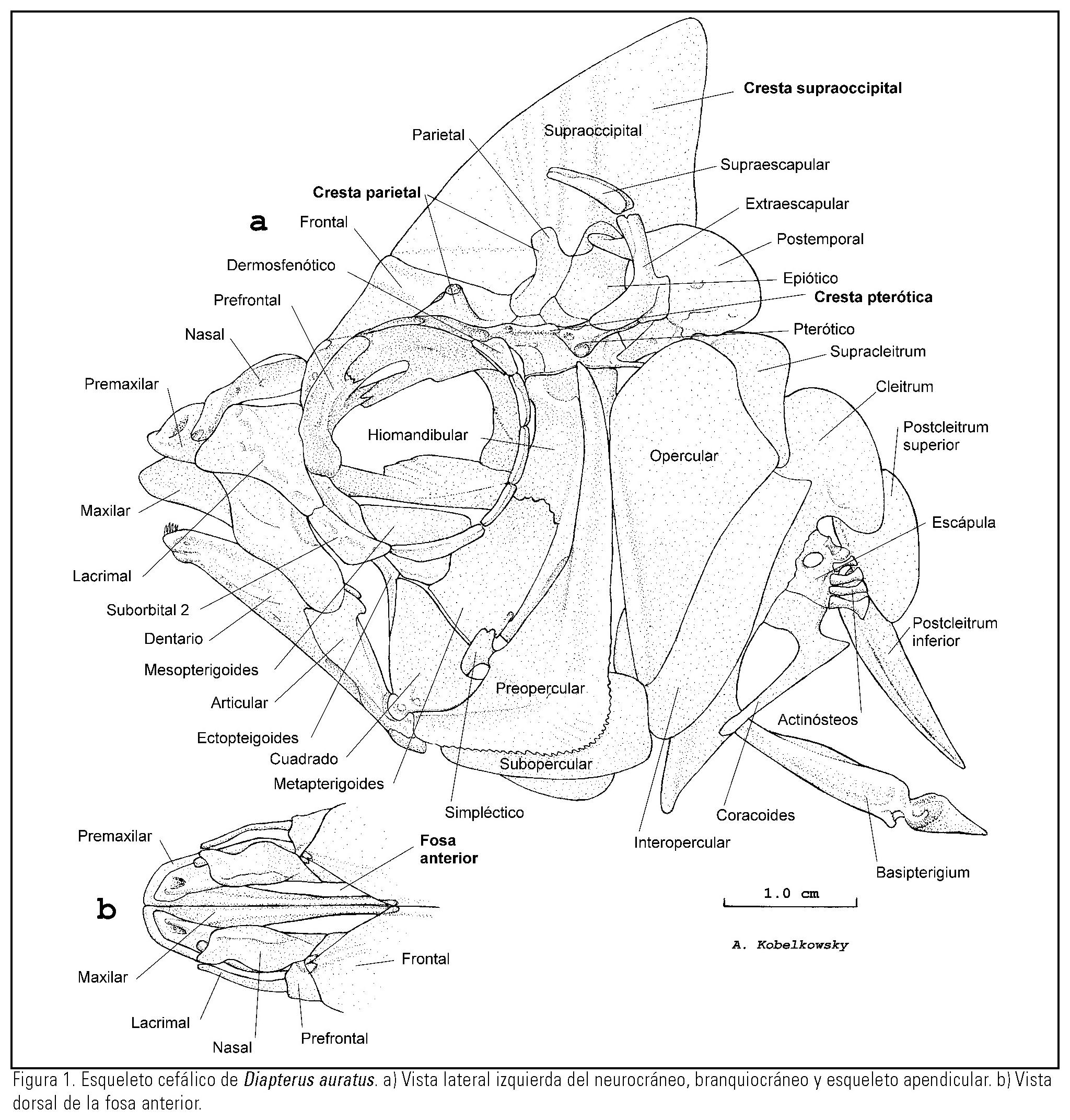 Osteología de la mojarra de mar, Diapterus auratus Ranzani (Teleostei ...