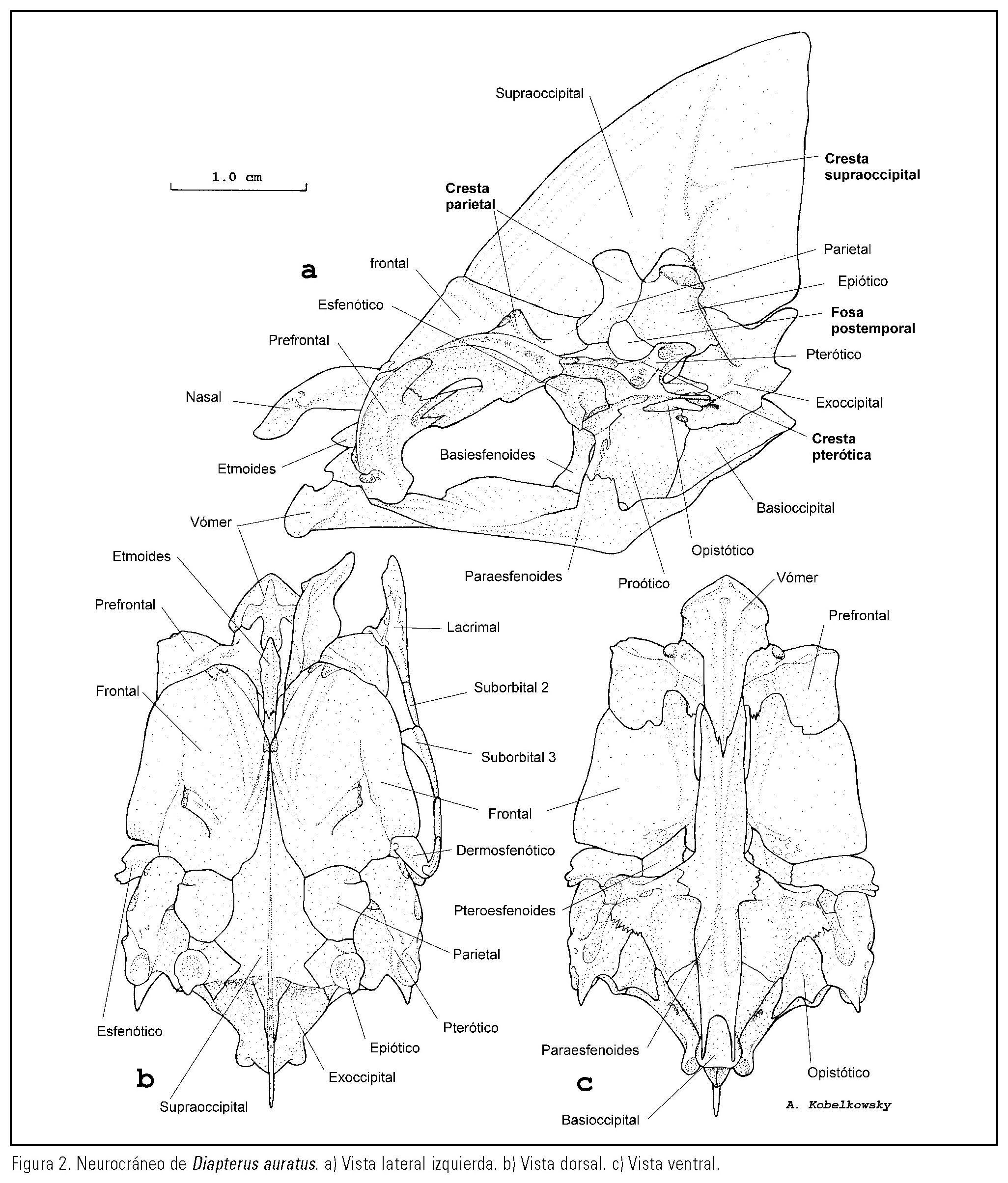 Osteología de la mojarra de mar, Diapterus auratus Ranzani (Teleostei ...