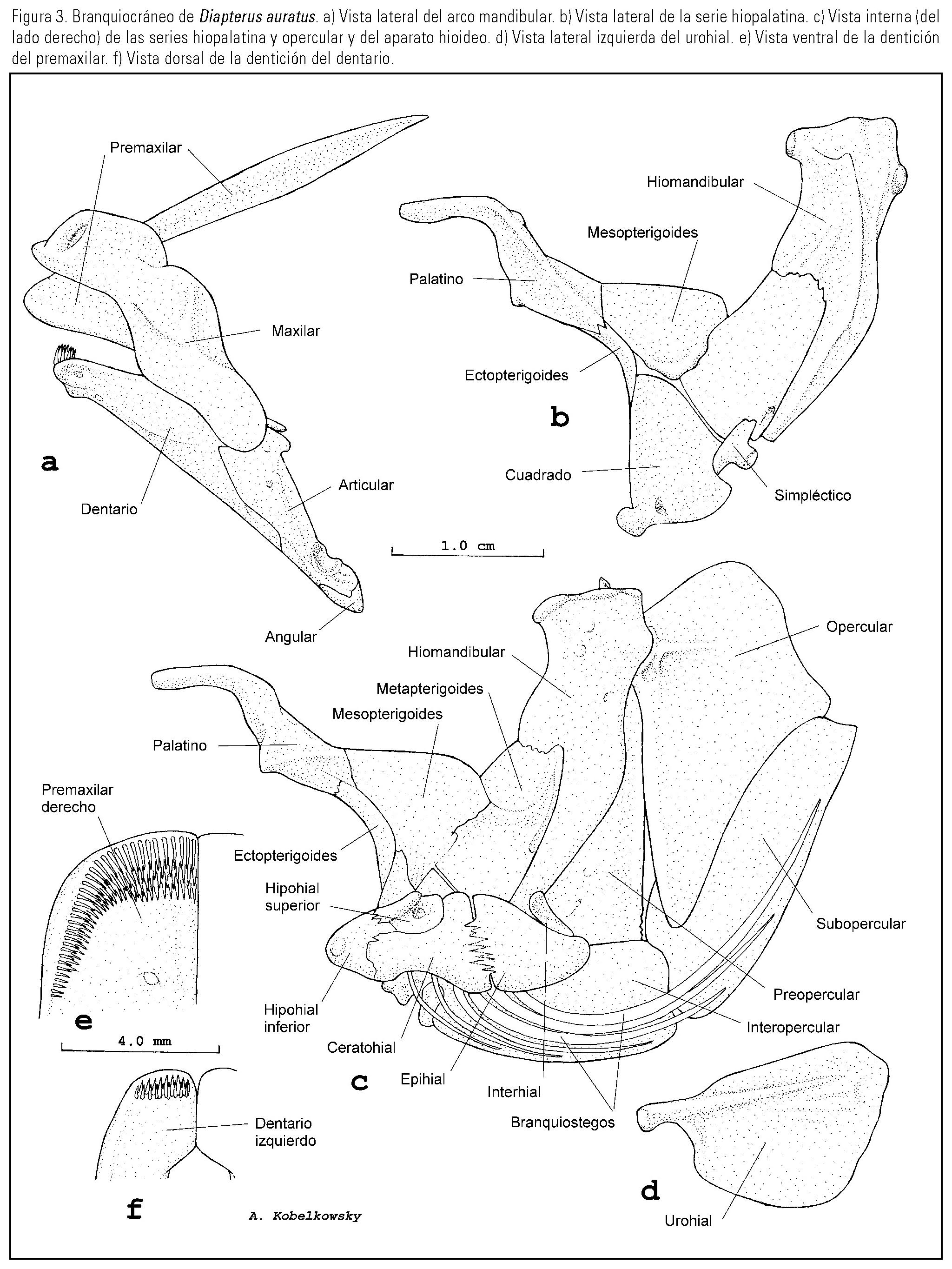Osteología de la mojarra de mar, Diapterus auratus Ranzani (Teleostei ...