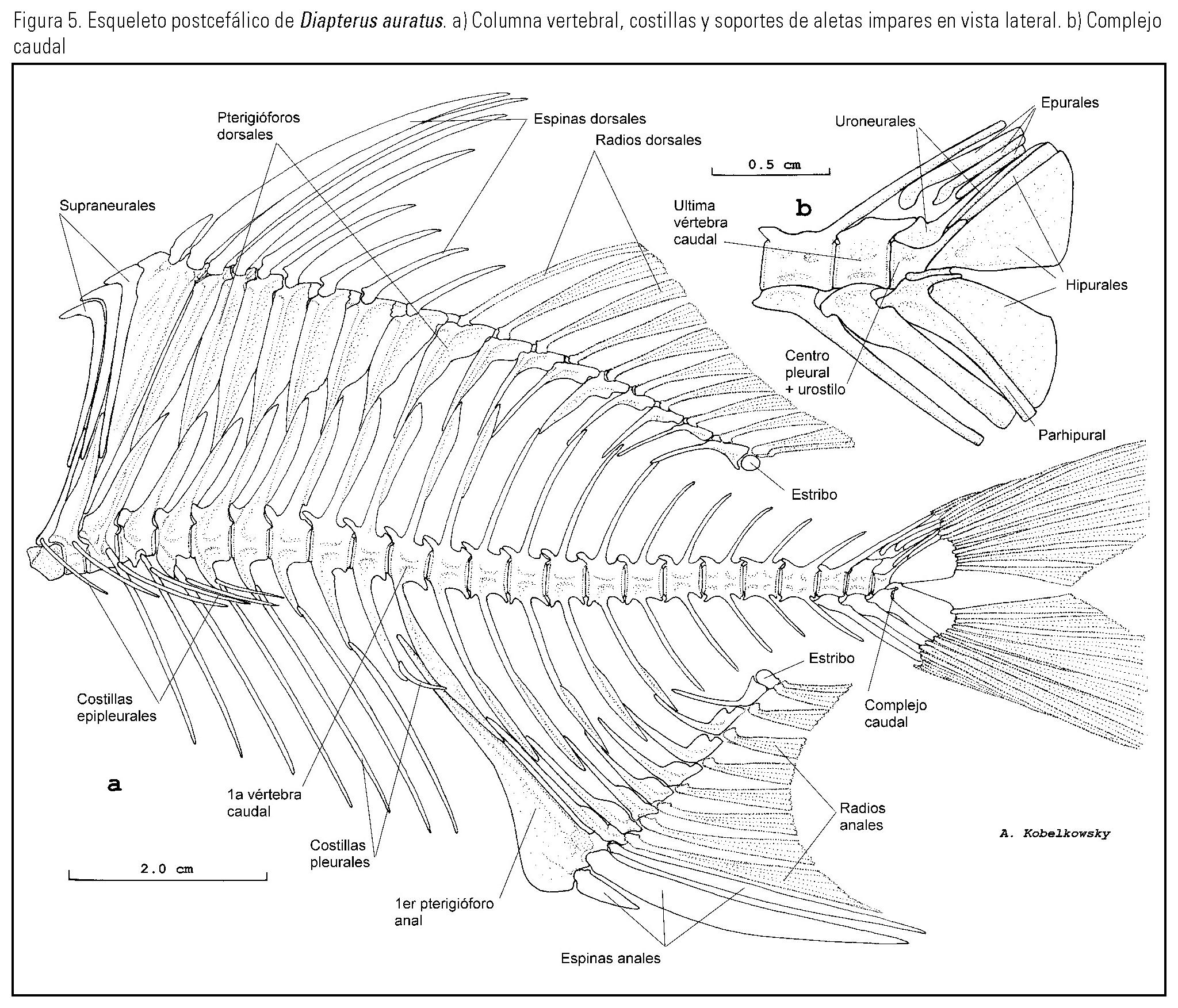 Osteología de la mojarra de mar, Diapterus auratus Ranzani (Teleostei ...