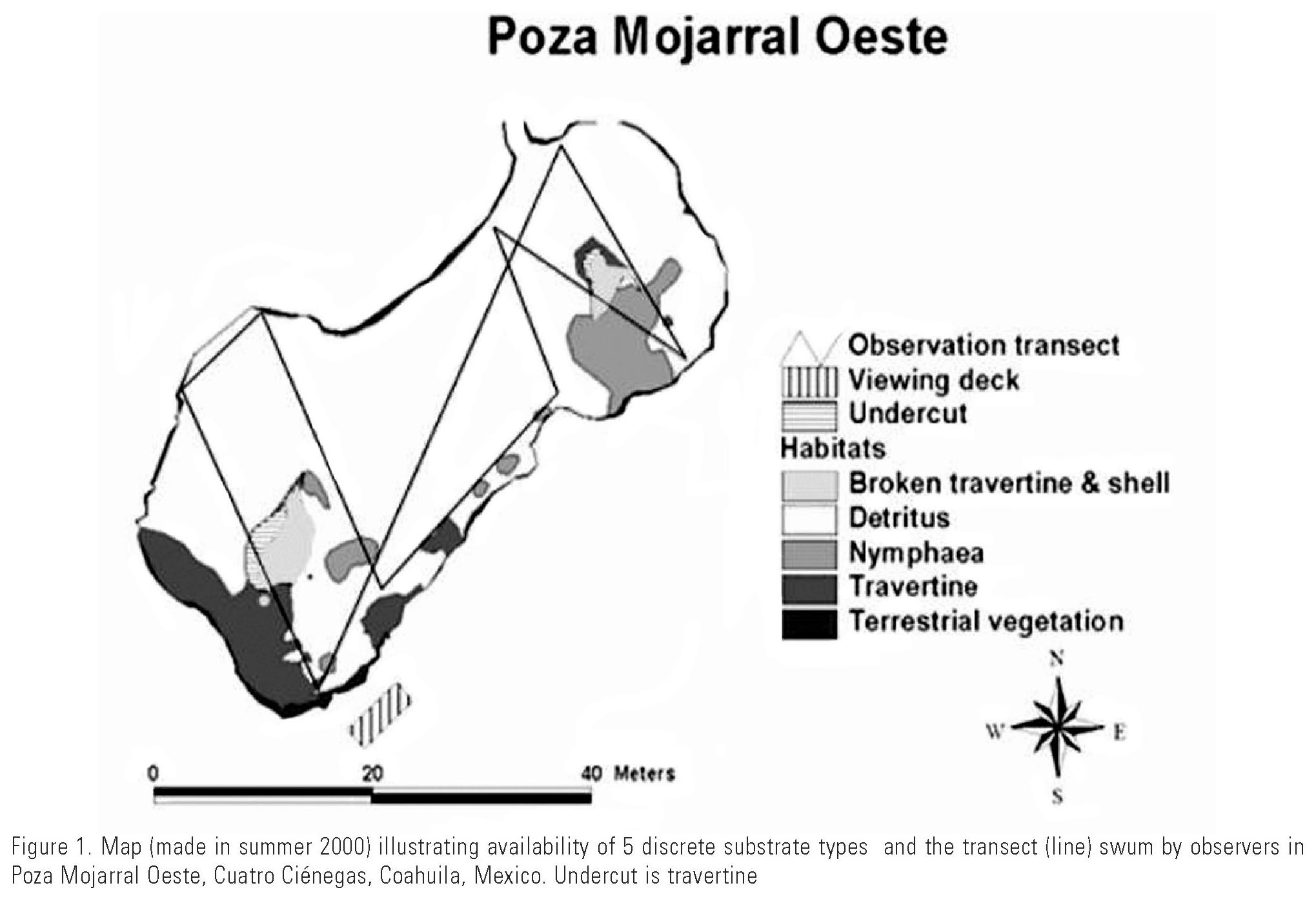 Habitat Segregation among Trophic Morphs of the Cuatro Ciénegas Cichlid ...