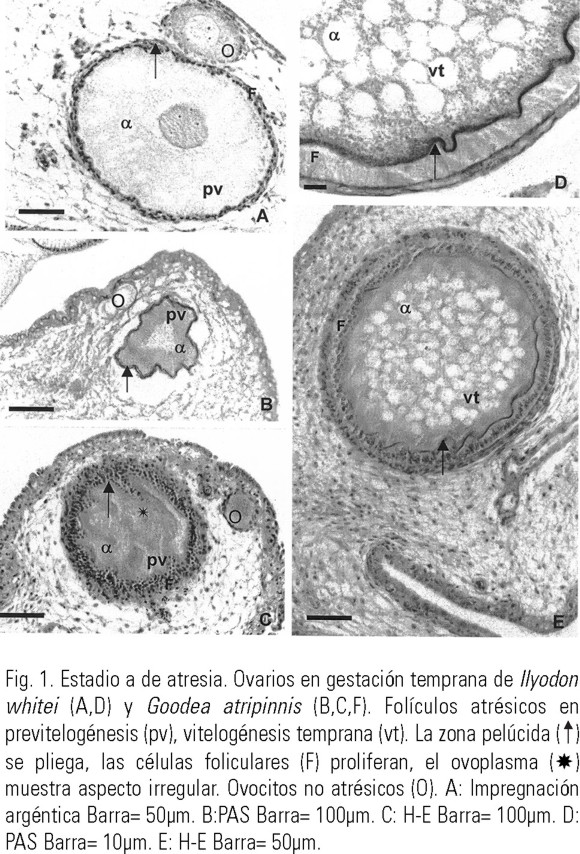 Características histológicas de los estadios de atresia de folículos ...