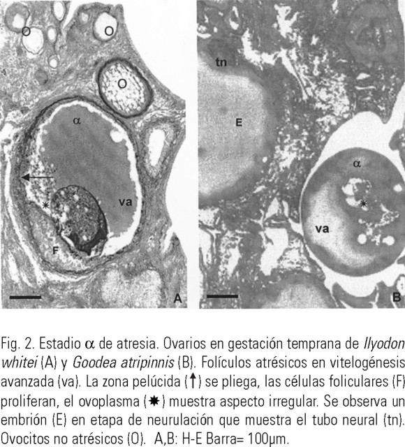 Características histológicas de los estadios de atresia de folículos ...