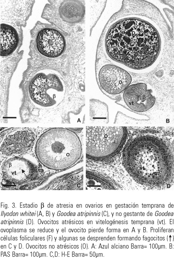 Características histológicas de los estadios de atresia de folículos ...