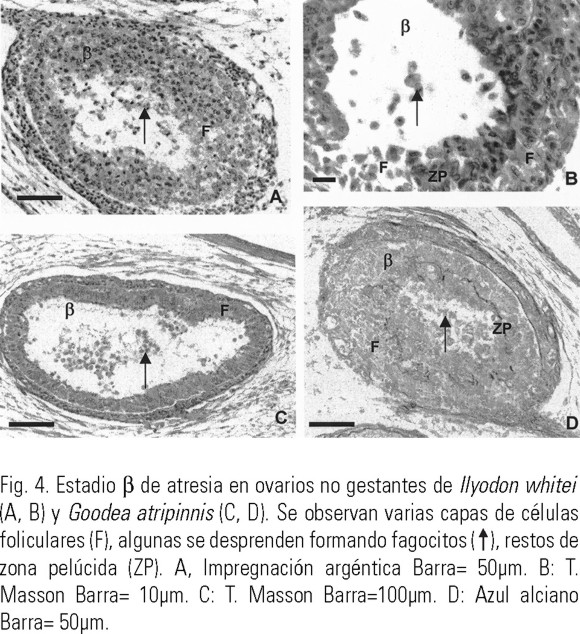 Estadio δ , las células de los folículos atrésicos se observaron más ...
