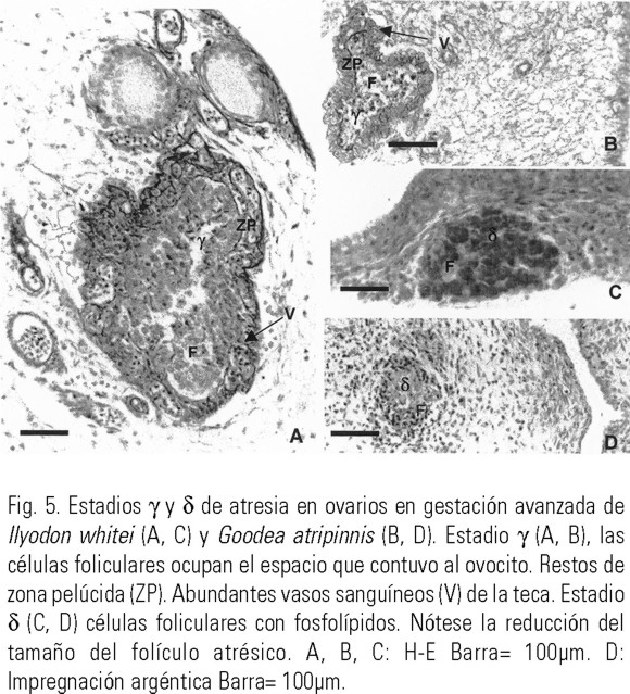 Estadio δ , las células de los folículos atrésicos se observaron más ...