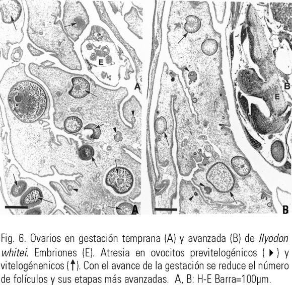 Características histológicas de los estadios de atresia de folículos ...
