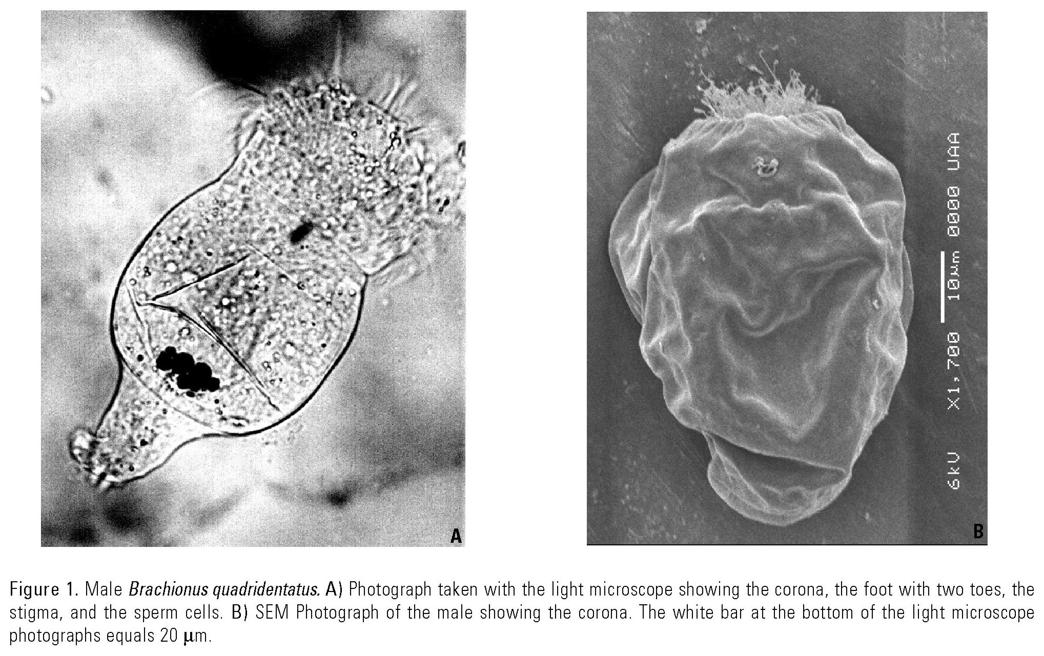 Sexual reproductive biology of Brachionus quadridentatus Hermanns ...