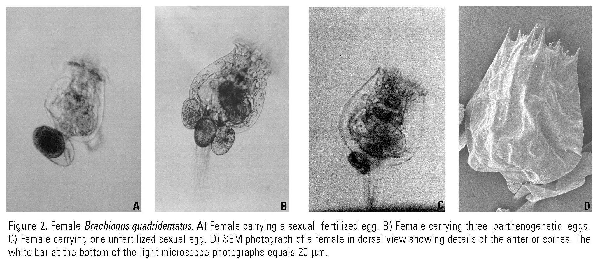 Sexual reproductive biology of Brachionus quadridentatus Hermanns ...