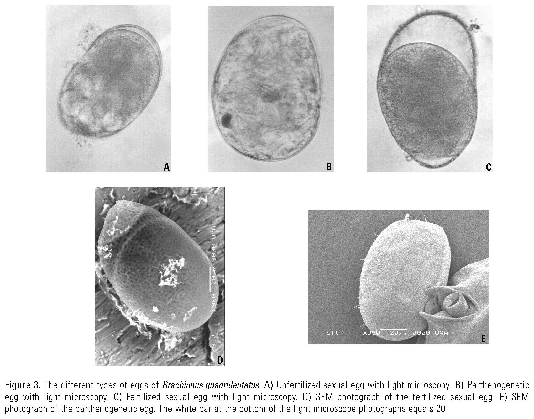 Sexual reproductive biology of Brachionus quadridentatus Hermanns ...
