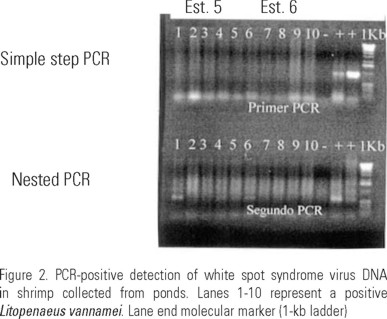 Effect of white spot syndrome virus (WSSV) and water exchange on ...