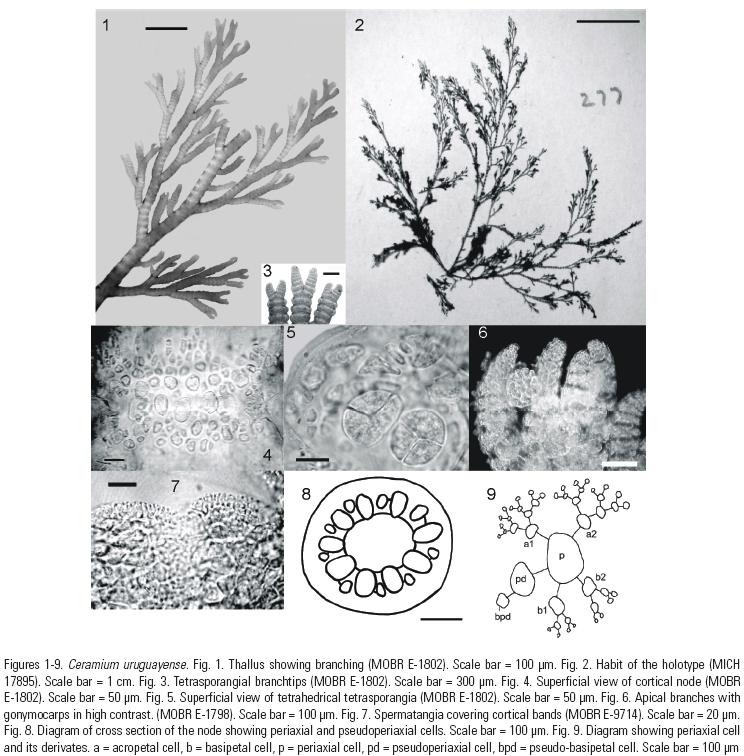 Observations on Ceramium uruguayense (Ceramiaceae, Rhodophyta): first ...