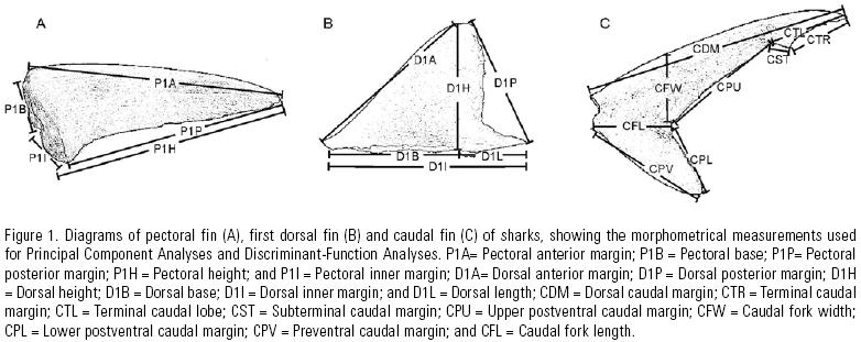 A multidisciplinary approach to identify pelagic shark fins by ...