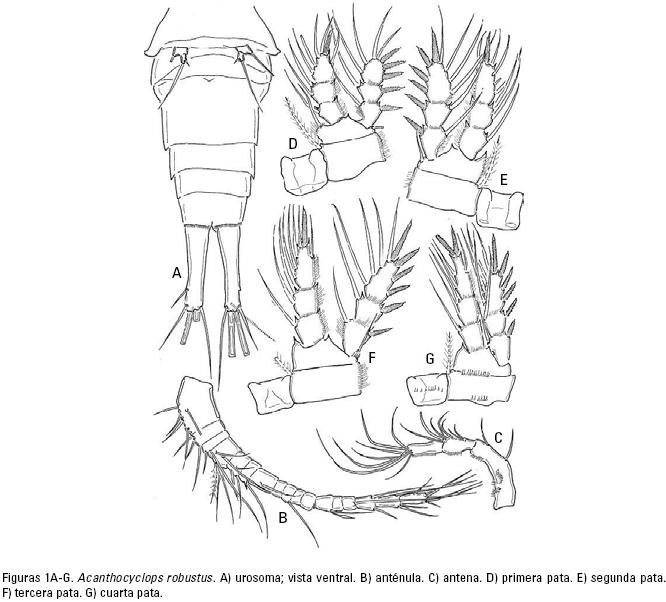 Morfología, diversidad y distribución de los Cyclopoida (Copepoda) de ...