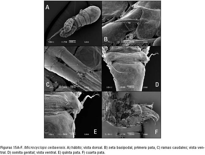Morfología, diversidad y distribución de los Cyclopoida (Copepoda) de ...