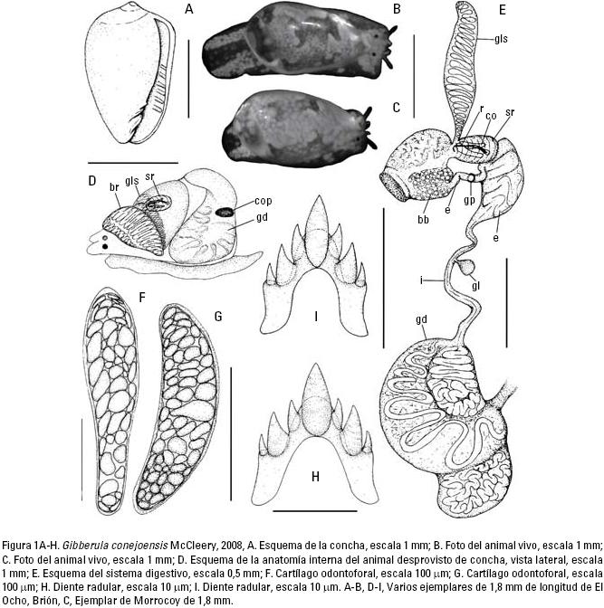 Nuevos datos de Gibberula conejoensis(Mollusca: Gastropoda: Cystiscidae ...