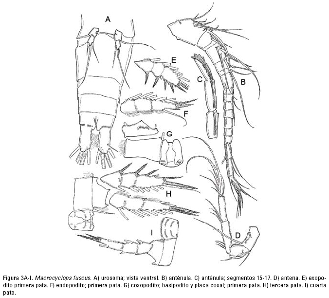 Morfología, diversidad y distribución de los Cyclopoida (Copepoda) de ...
