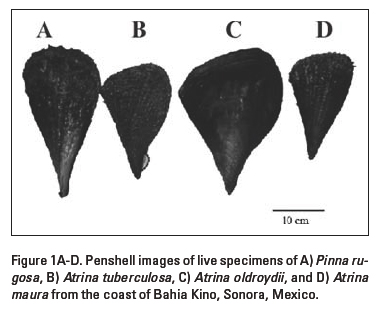 Penshell Atrina oldroydii (Bivalvia: Pinnidae) in the Gulf of California