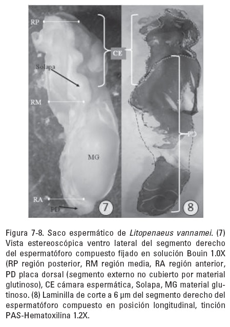 Morfología del sistema reproductor y del espermatóforo de Litopenaeus ...
