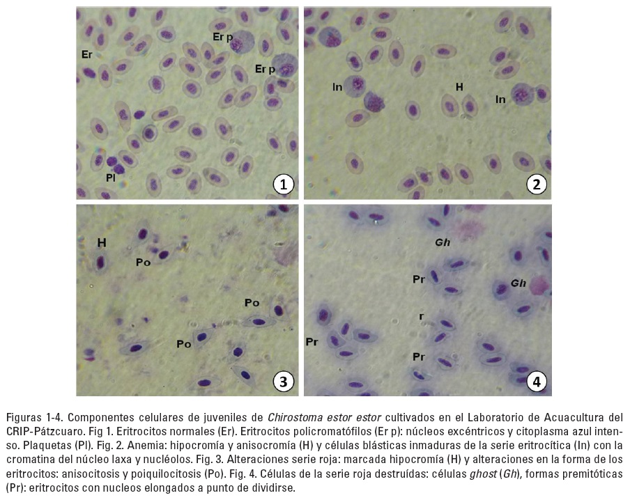 Parámetros hematológicos y células sanguíneas de organismos juveniles ...